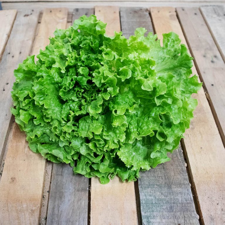 Salade Batavia - Graines d'ici