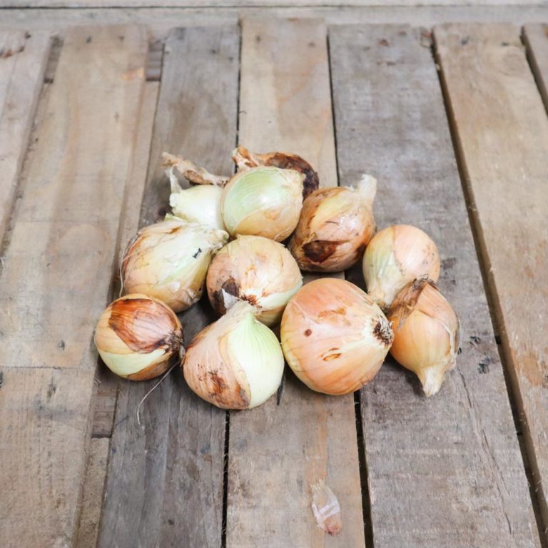 Oignon jaune demi-sec - Graines d'ici