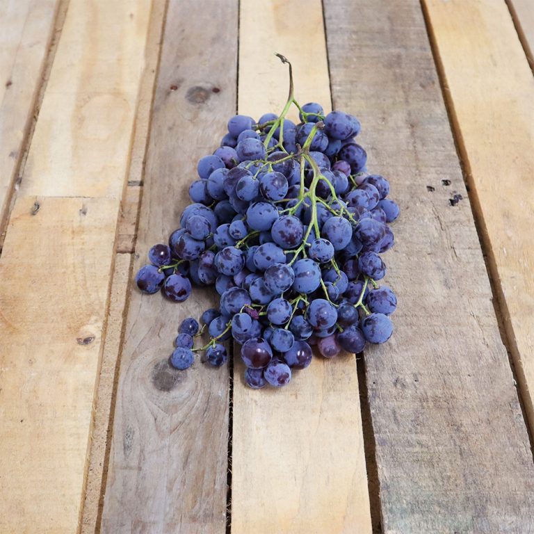 Raisin Muscat de Hambourg - Graines d'ici