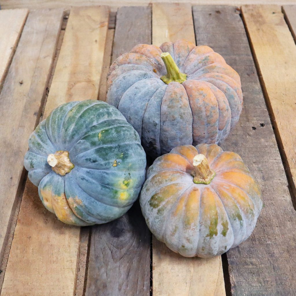 Courge Futsu black - Graines d'ici