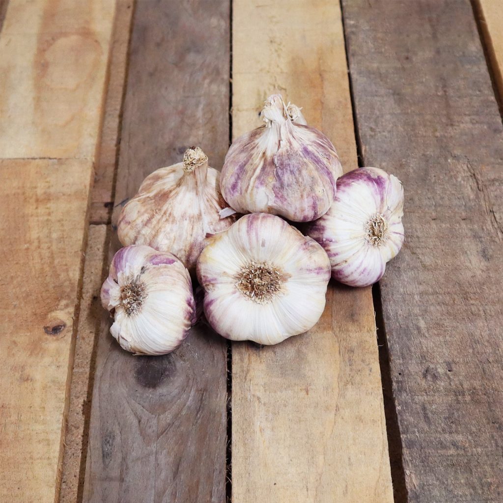 Ail violet - Graines d'ici