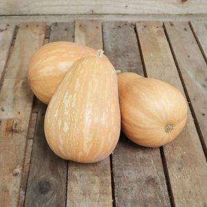 Courge Sucrine du Berry - Graines d'ici